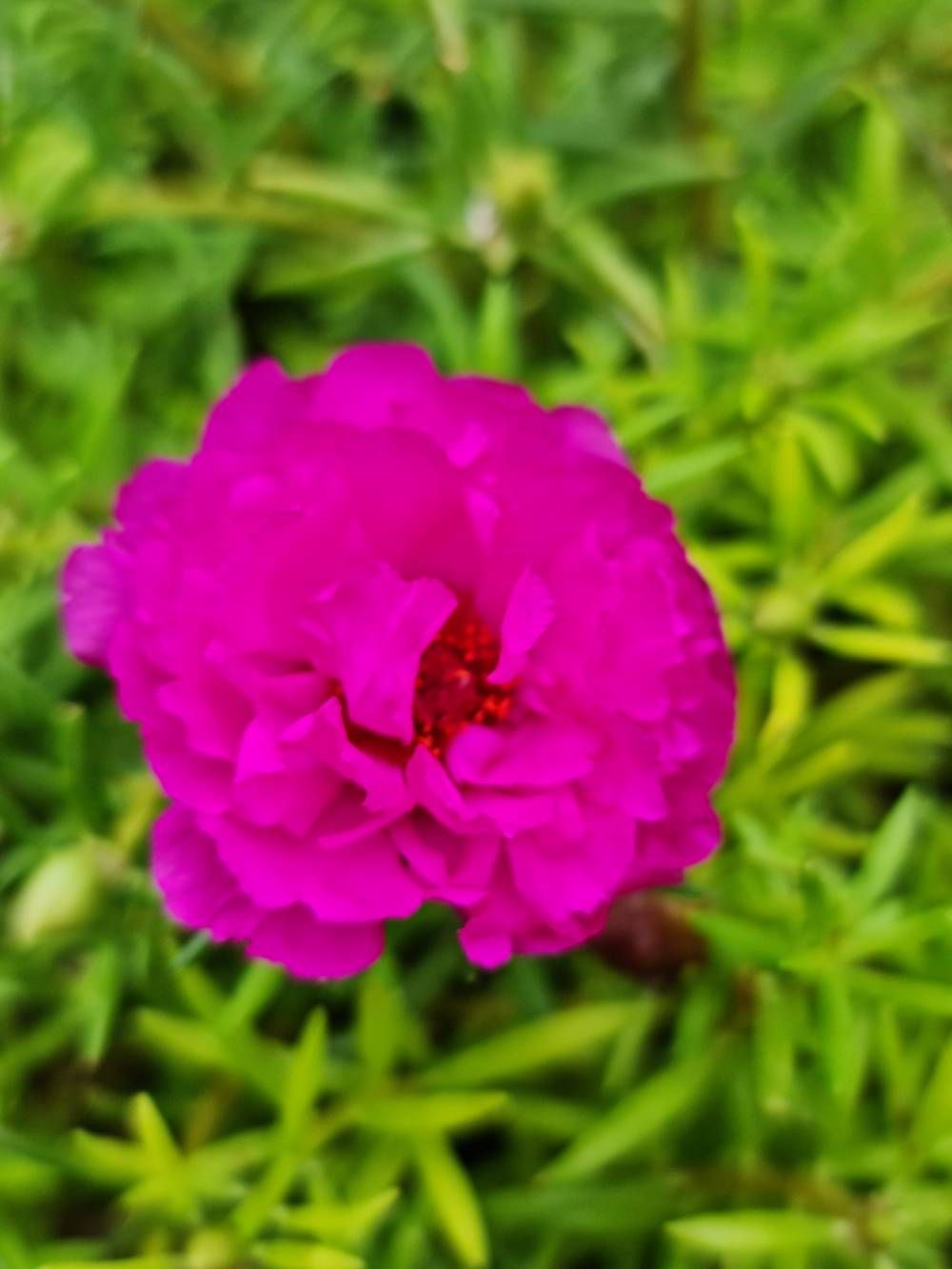 Bella las once o bella todo el día - Samsung Members