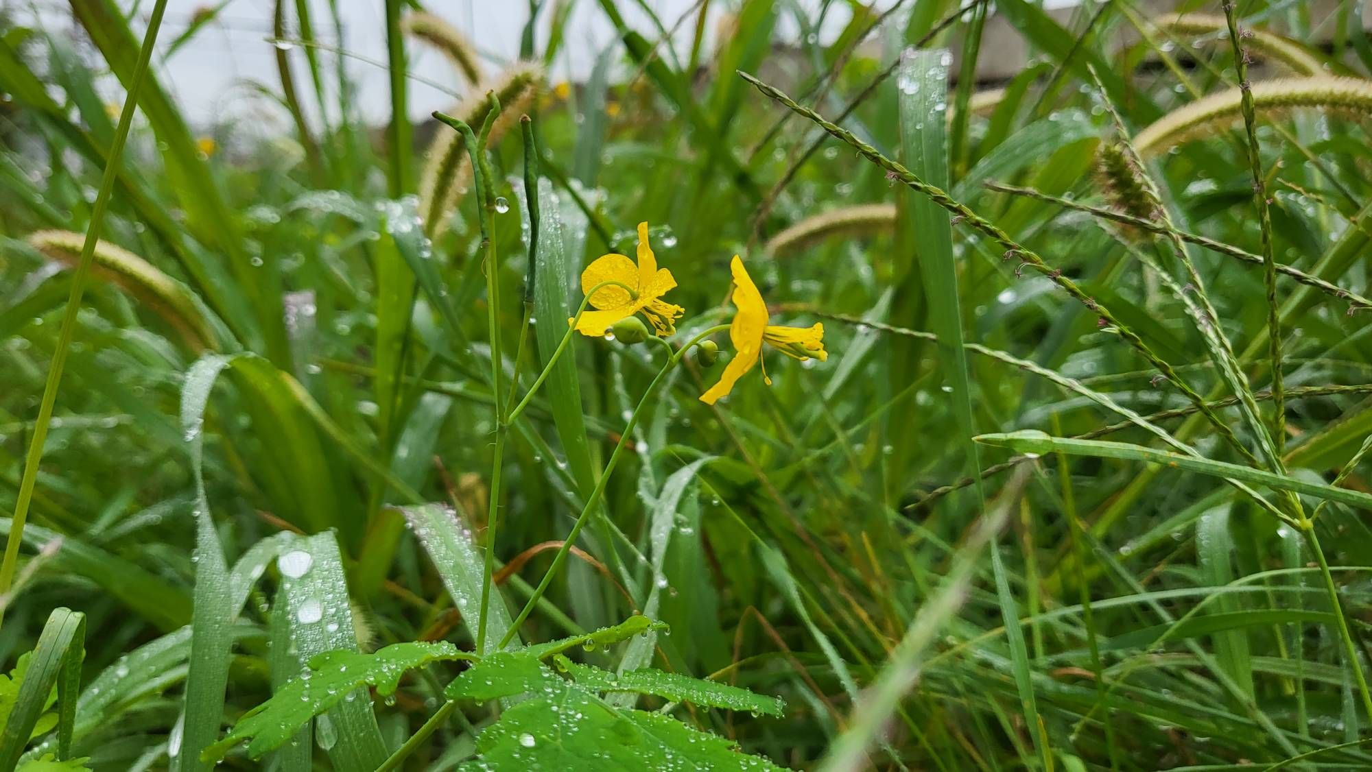 들꽃 - Samsung Members