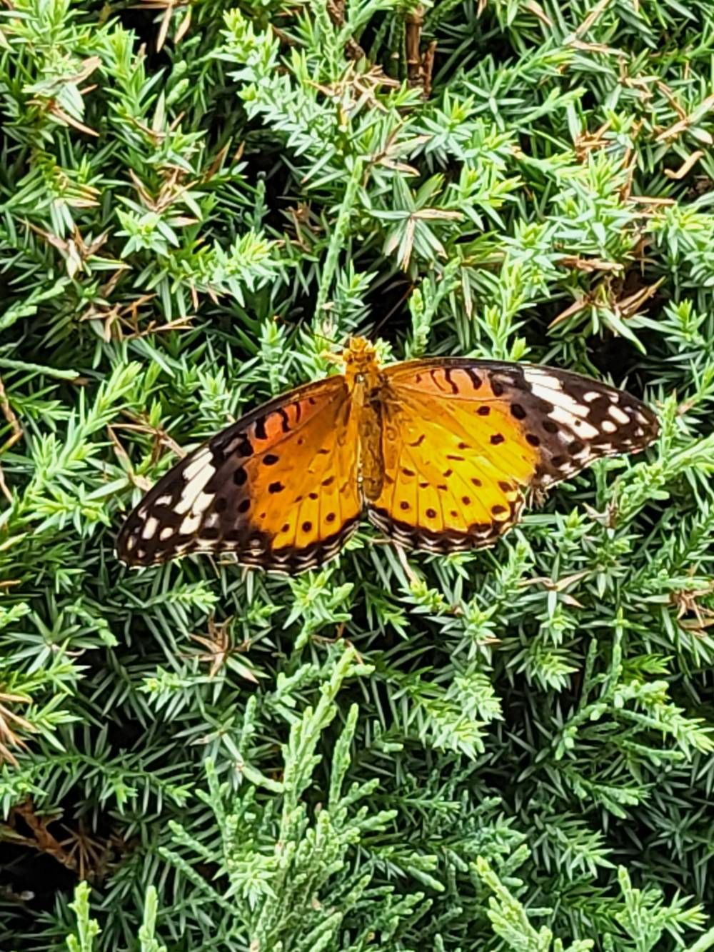 인생 처음 경험한 폴더블 스마트폰, 갤럭시 Z플립3 약 2달간 사용후기 - Samsung Members