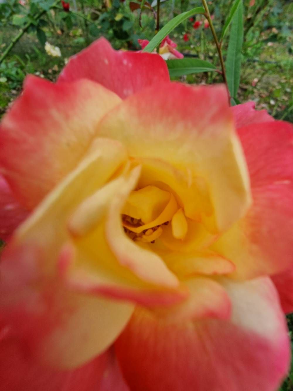 장미 - Samsung Members