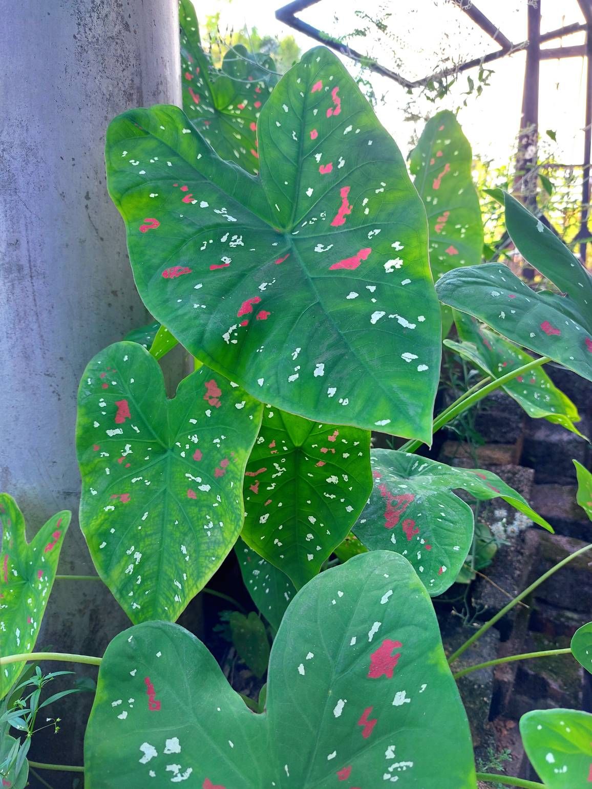 Sepetang bersama pokok renek - Samsung Members
