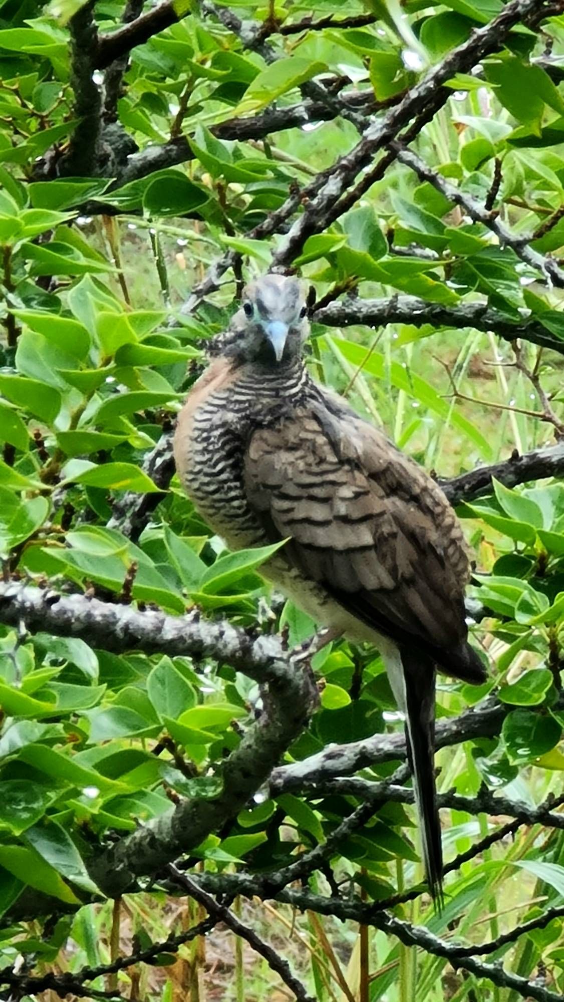 Burung terkukur jawa😎 - Samsung Members