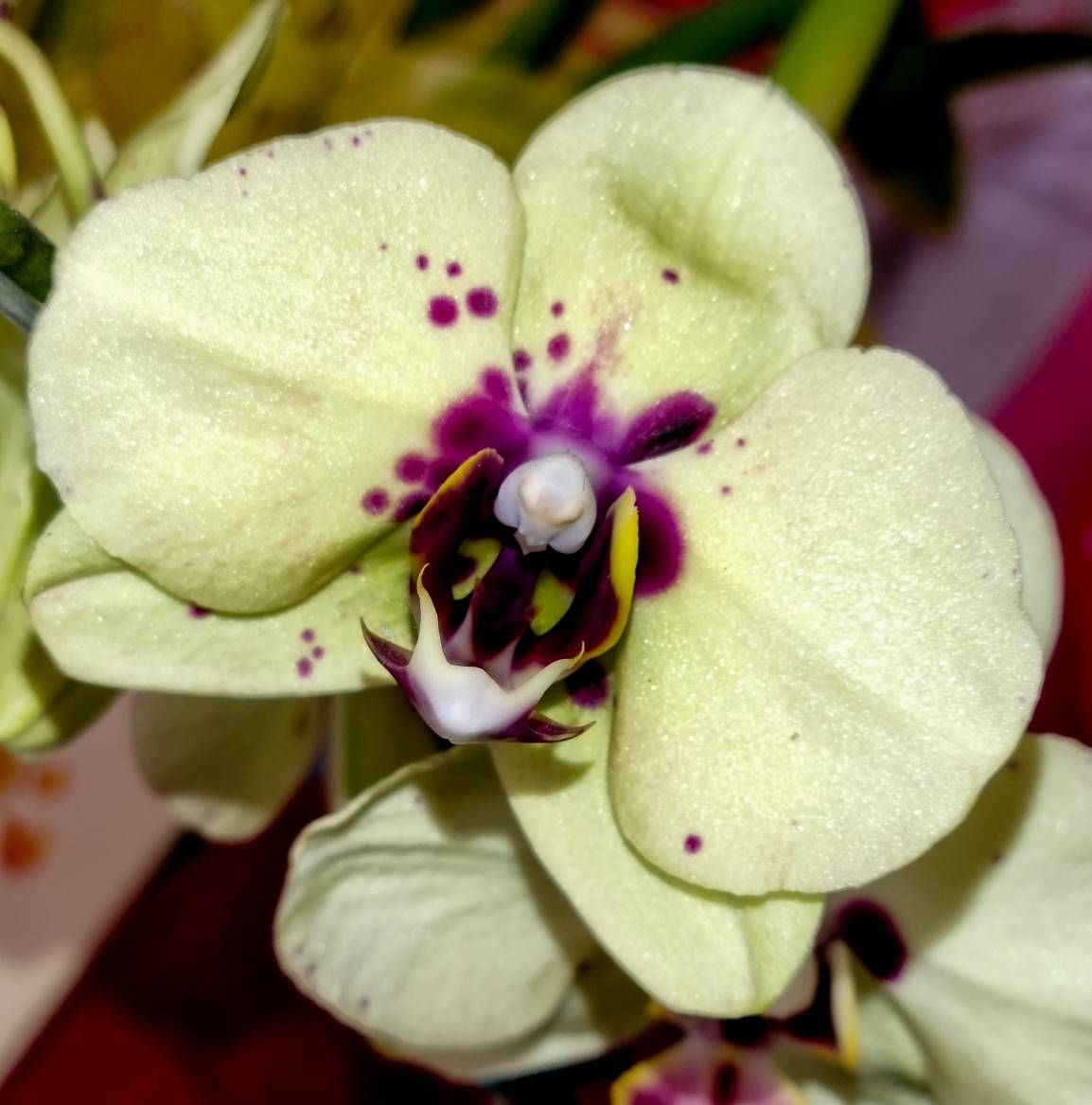 Buenas noches !🌔Un olor en absoluto. - Samsung Members