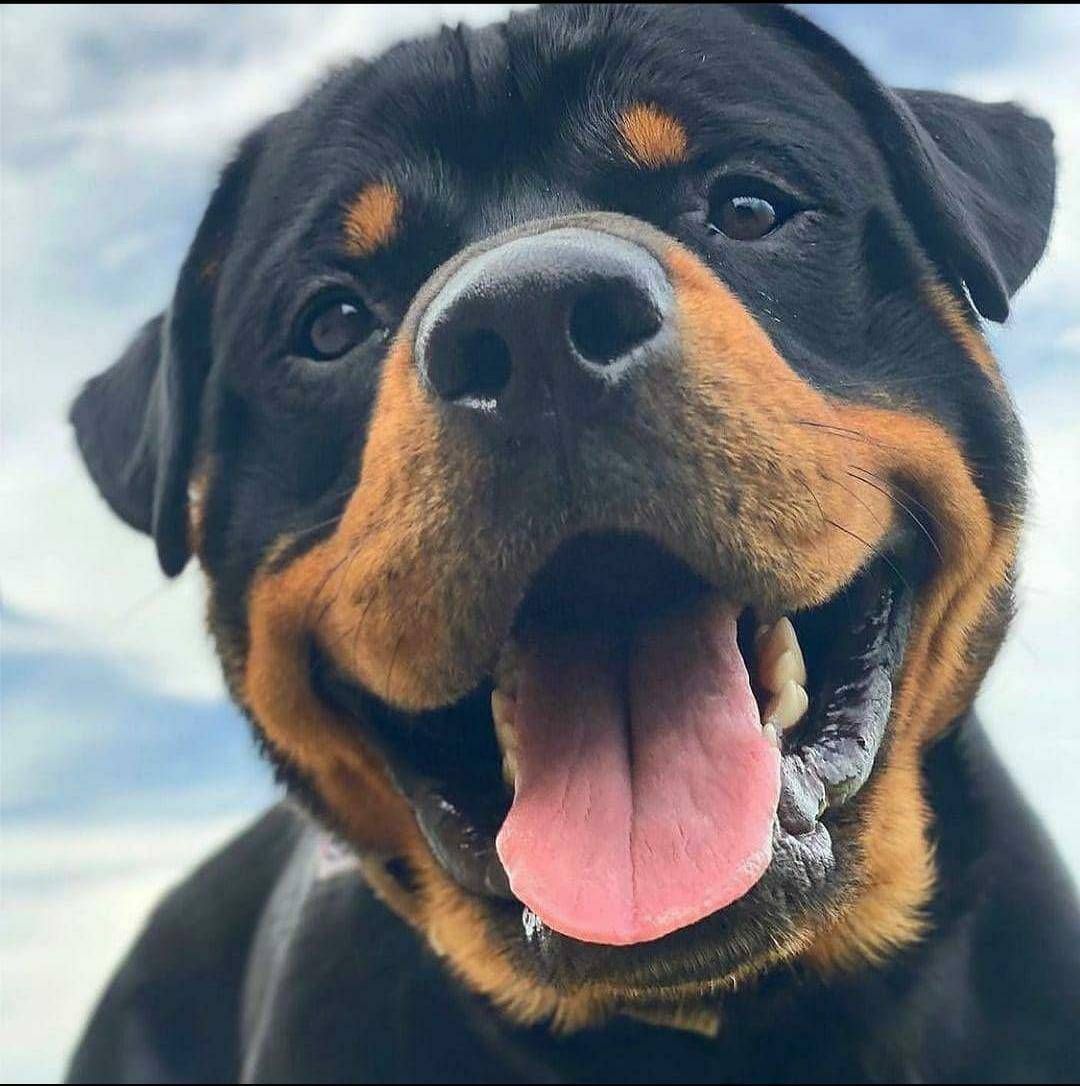 Los perros son lo más hermoso del universo.😍 - Samsung Members