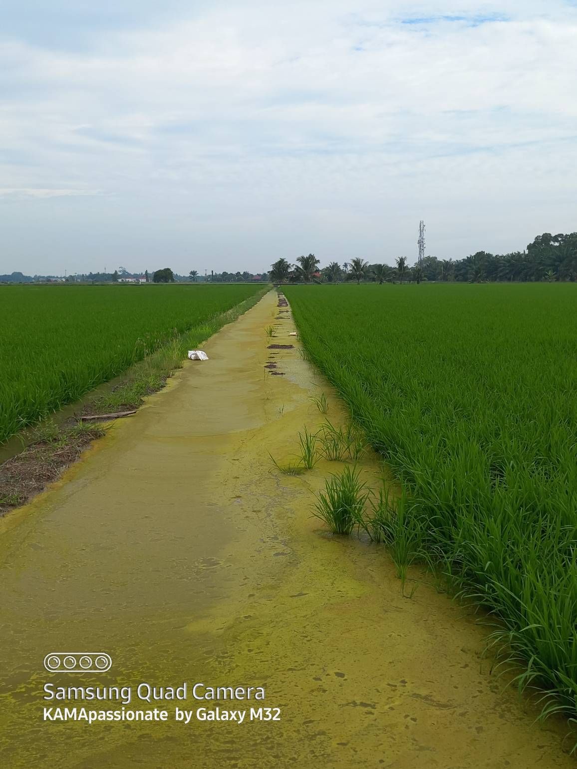 Sawah padi @ bendang @ paddy field - Samsung Members
