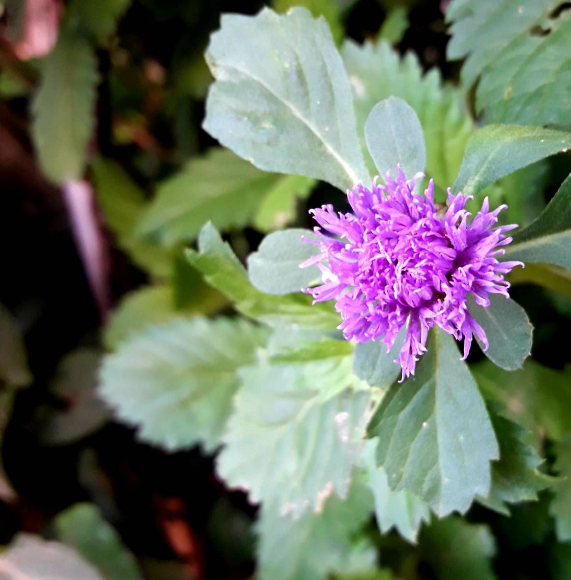 Flor do mato - Samsung Members