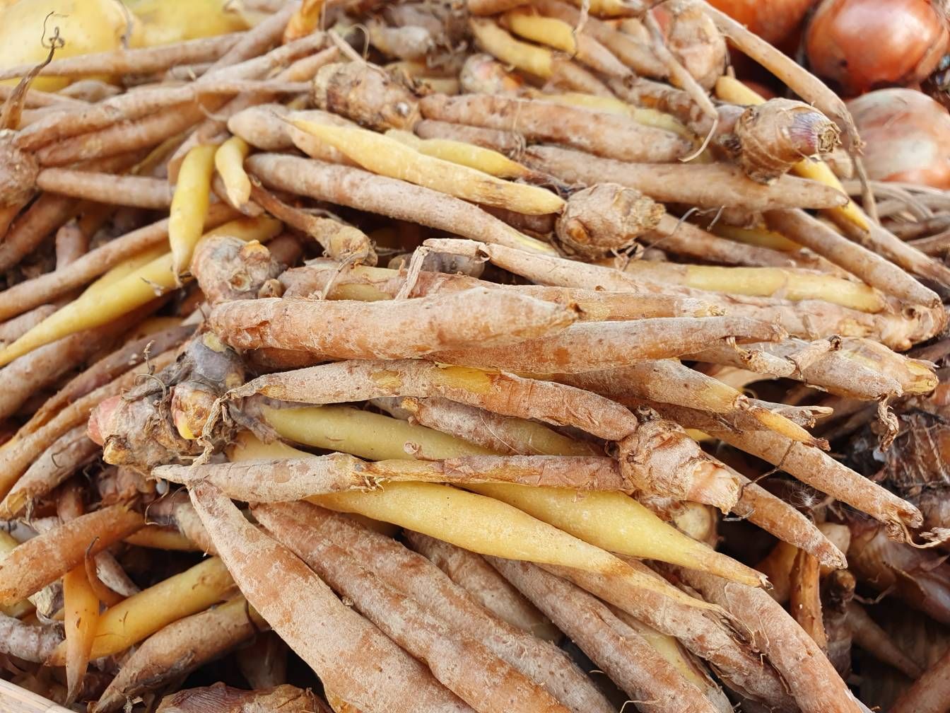 Fingerroot - Samsung Members