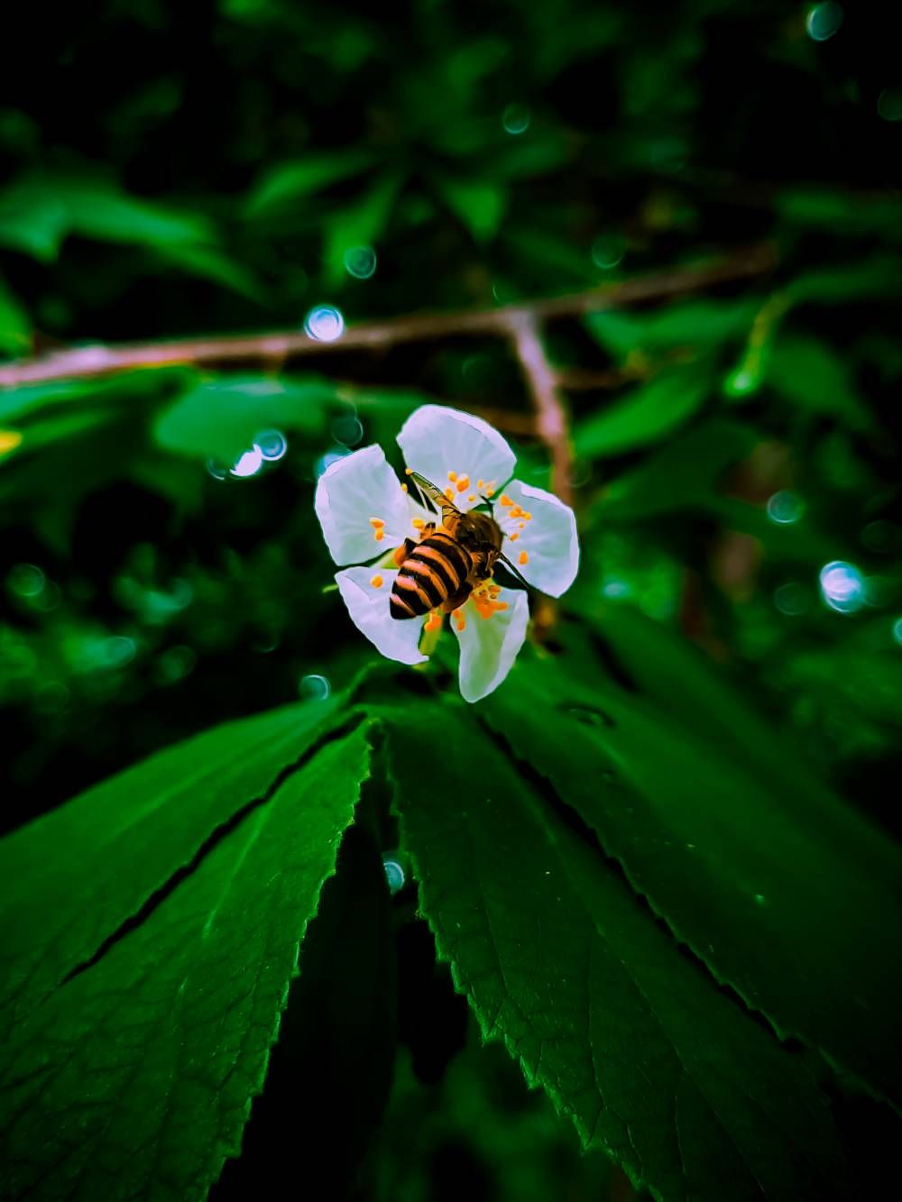 Bunga Kersen - Samsung Members