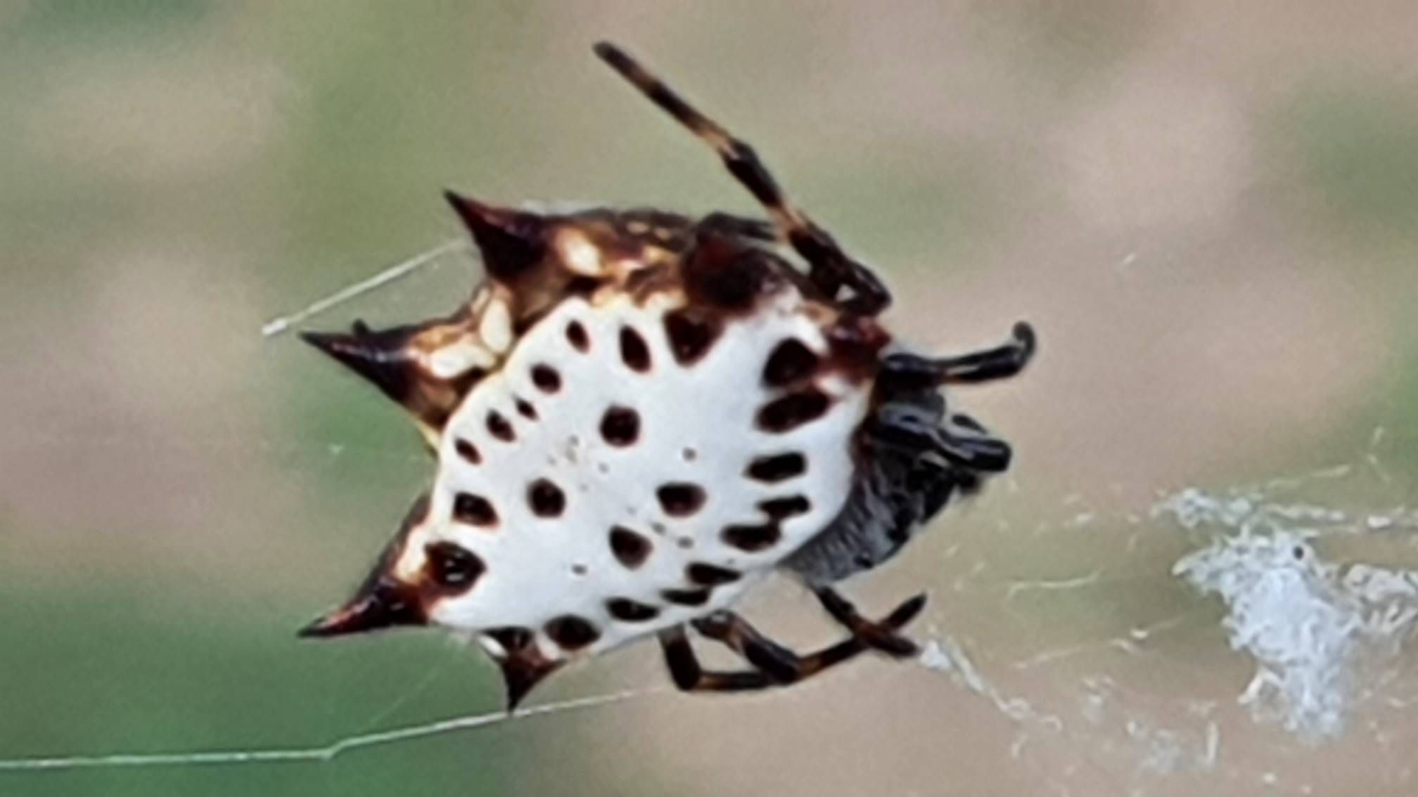 Spiders - Samsung Members