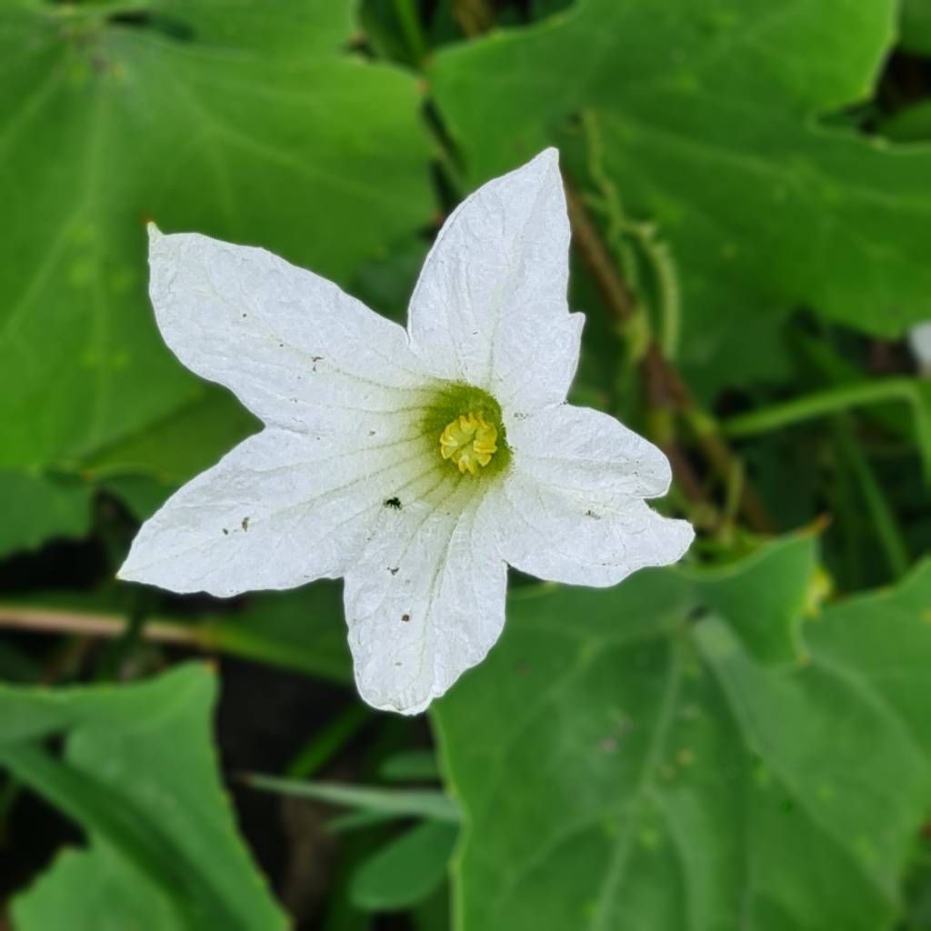 Bunga labu-labuan - Samsung Members