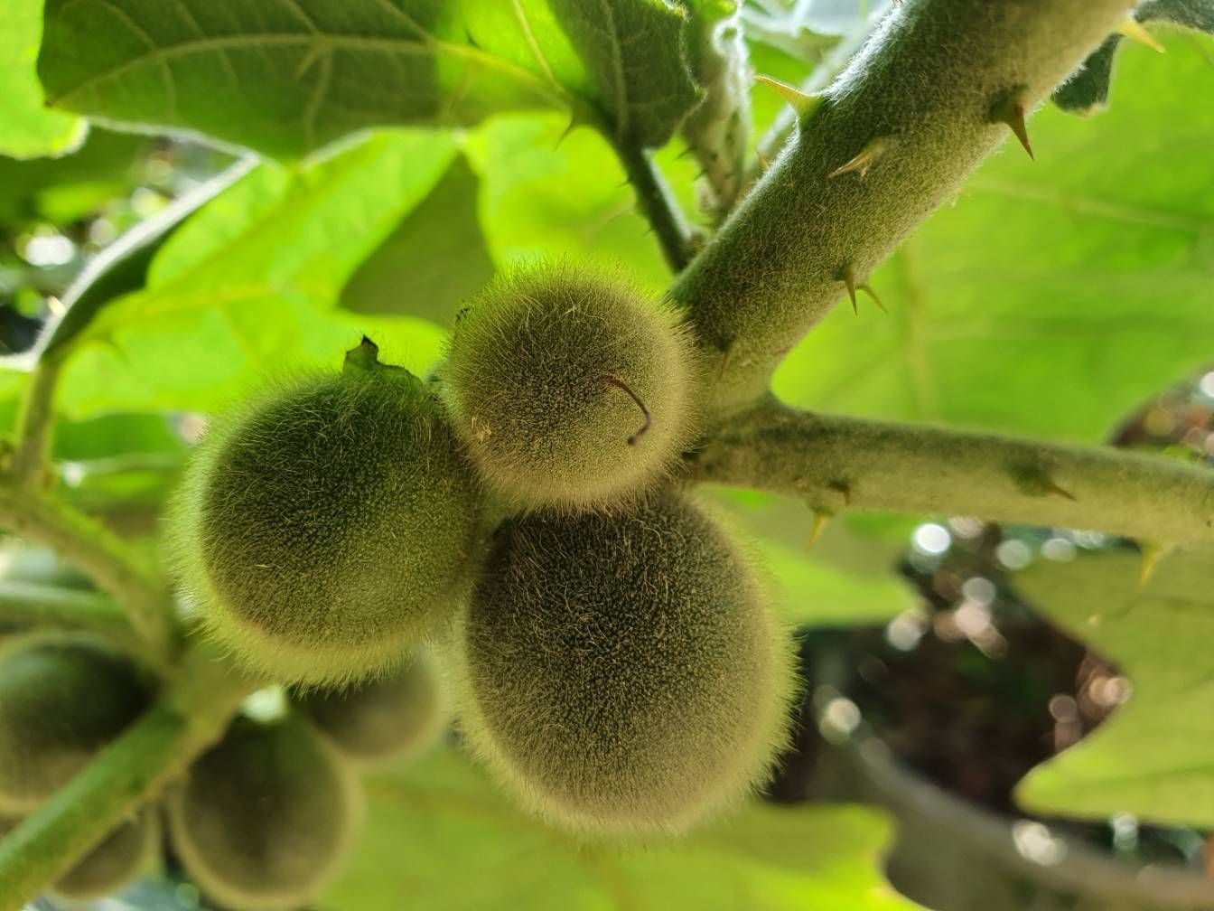 มะอึก - Samsung Members