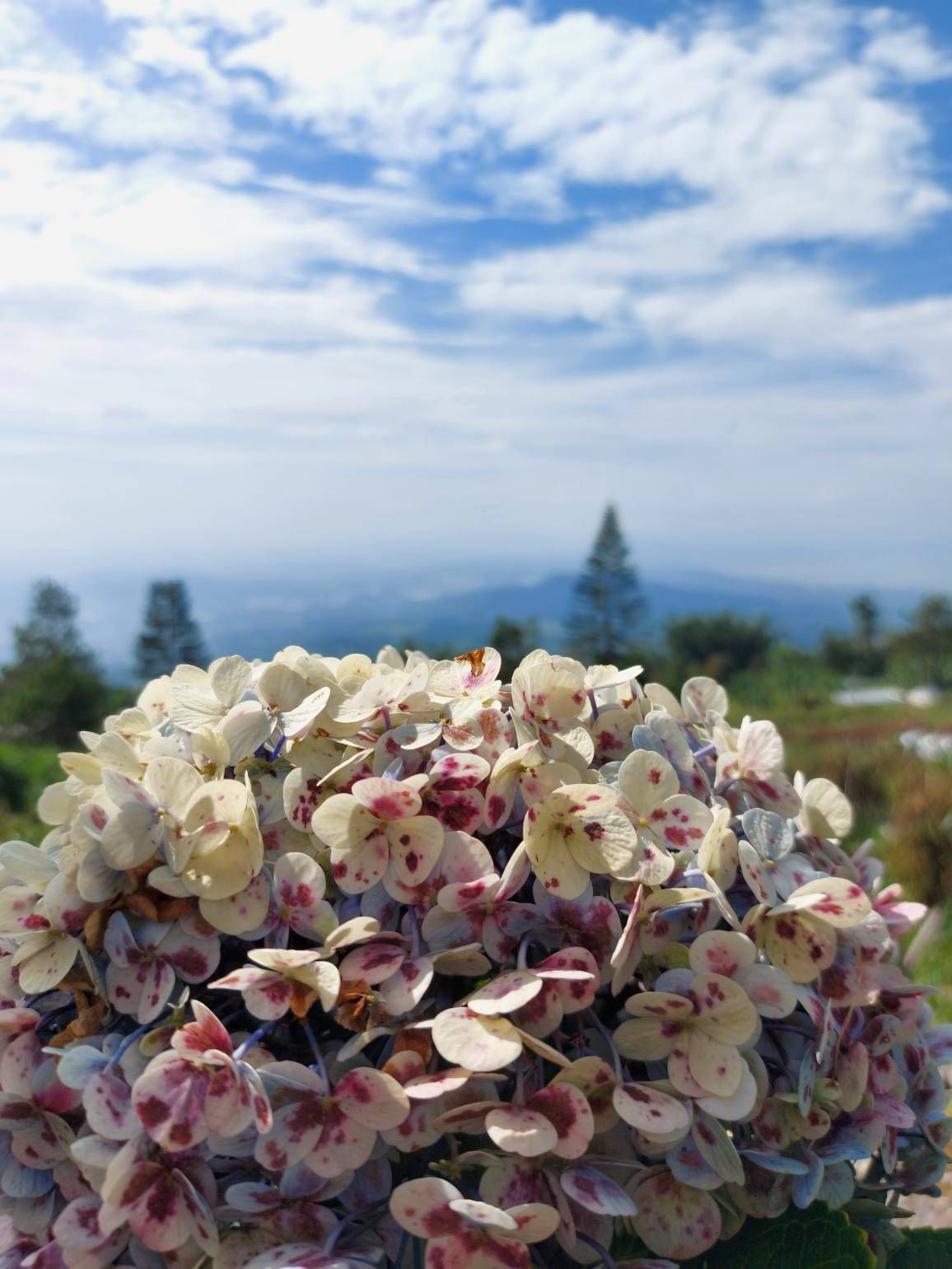 Bunga pancawarna - Samsung Members