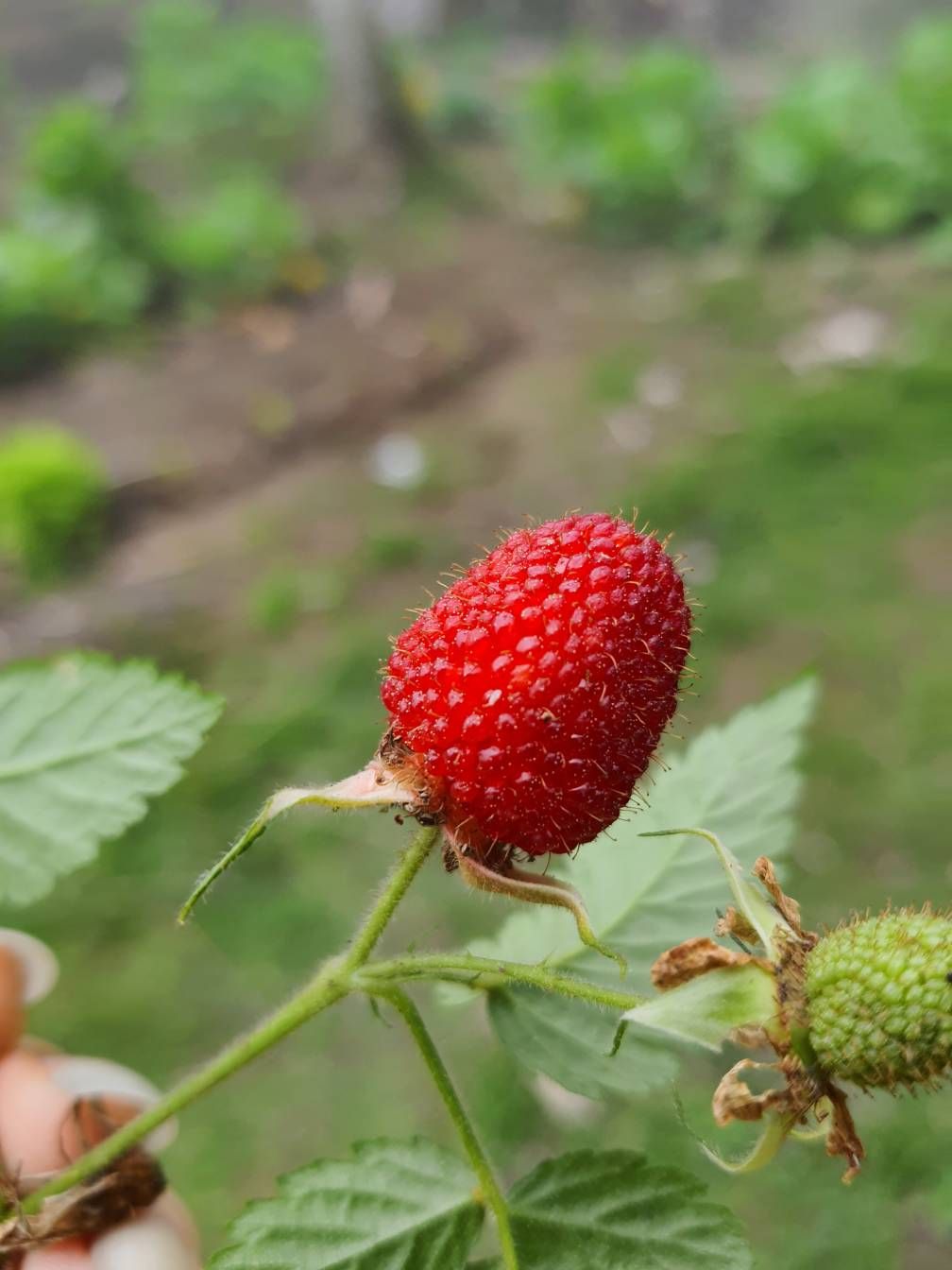 Ela é um morango aqui do nordeste... - Samsung Members