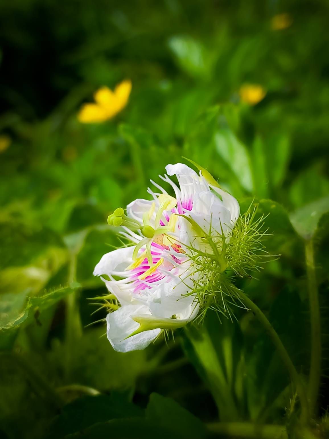 Bunga Ciplukan - Samsung Members