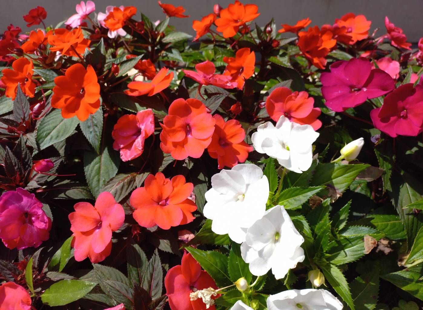 Flor Beijo pintado. - Samsung Members