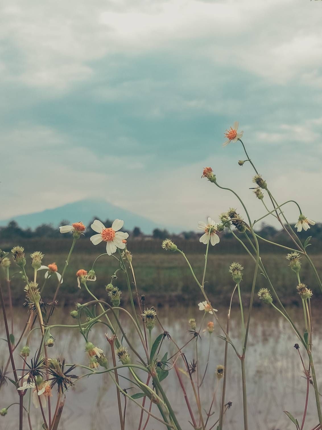 Bunga-Bunga di Tepi Sawah - Samsung Members