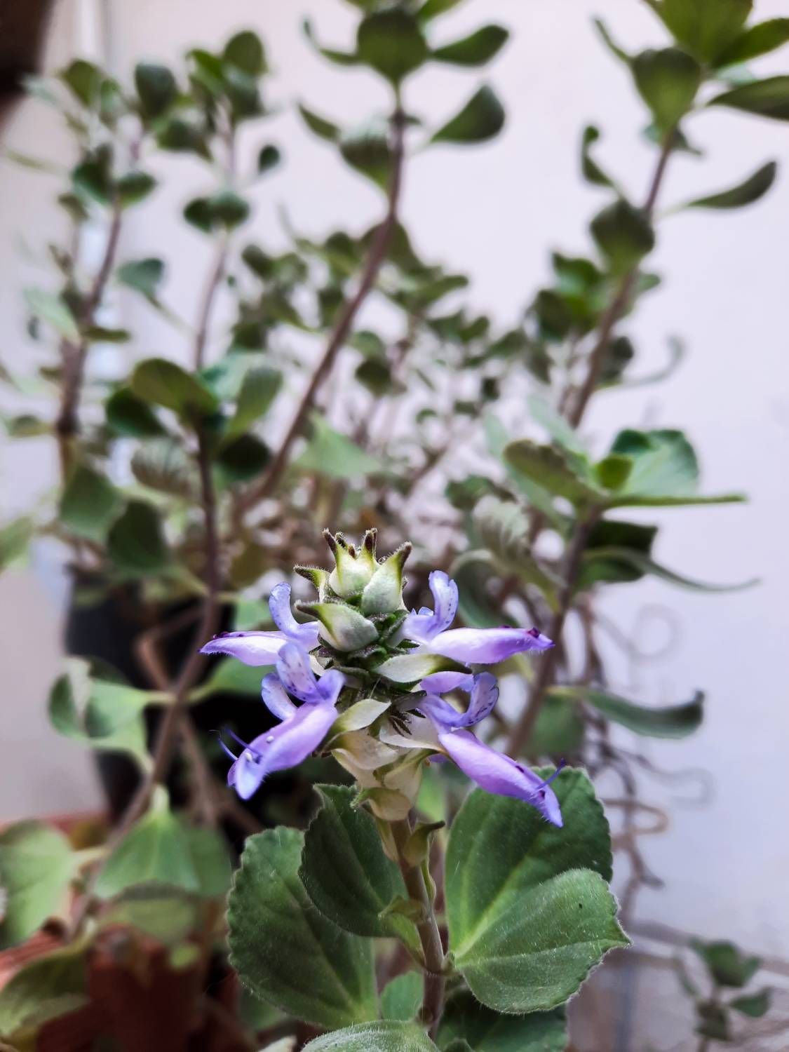 Flor De Boldo Do Chile - Samsung Members