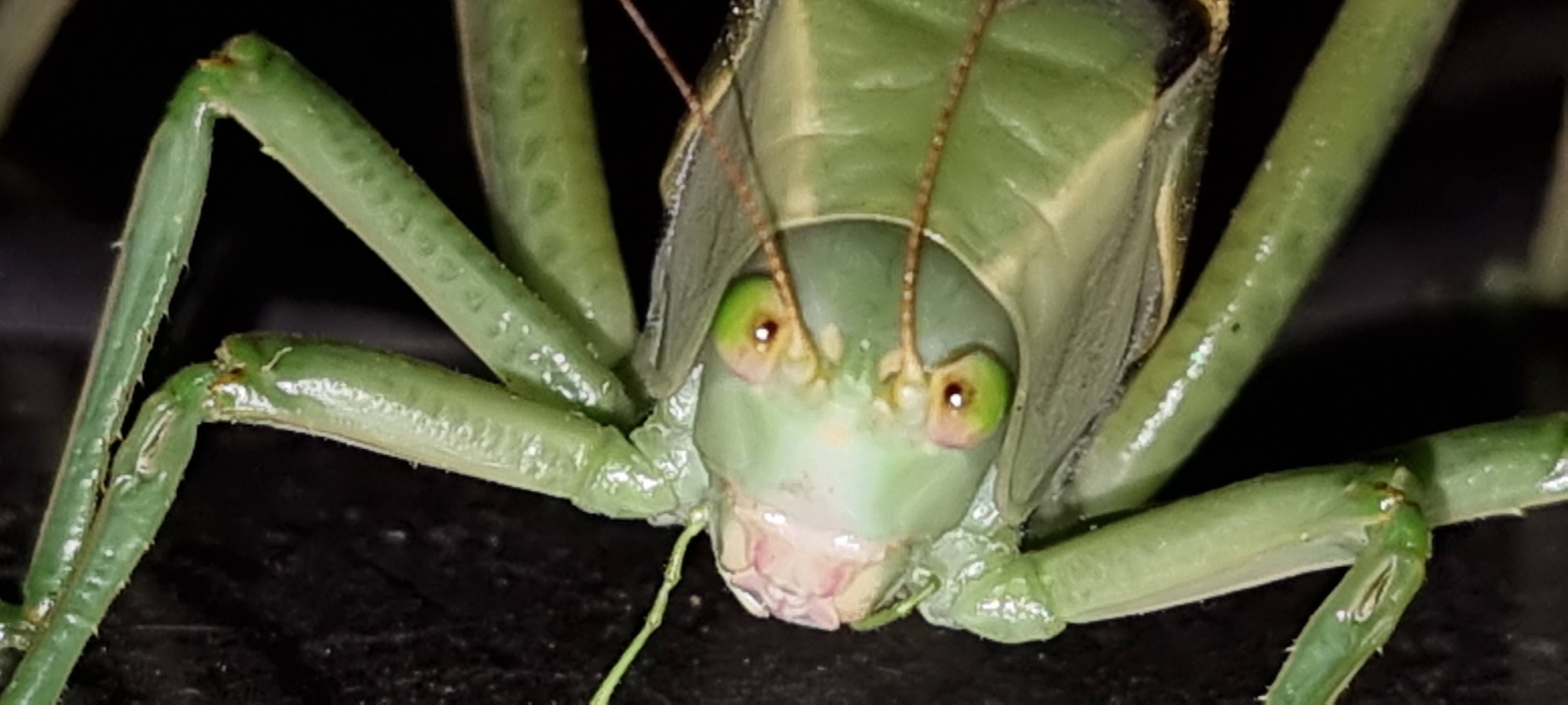 Campamocha o saltamontes - Samsung Members