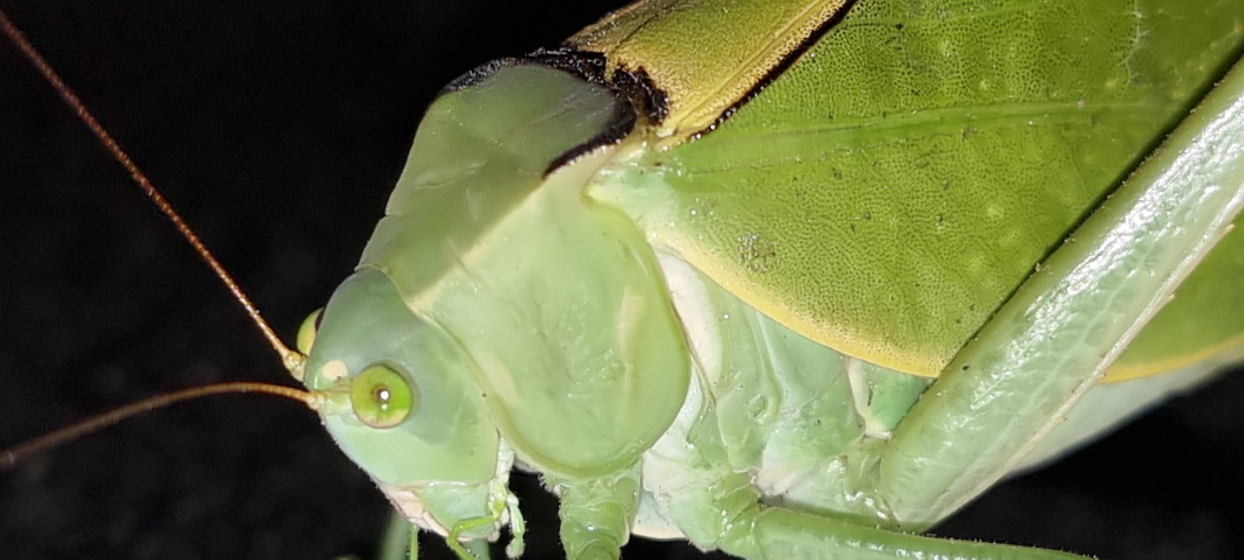 Campamocha o saltamontes - Samsung Members