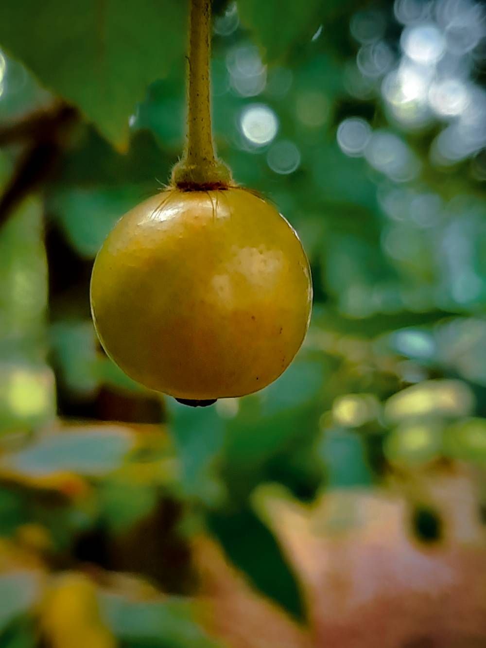 Bunga Kersen/Talok (Muntingia calabura) - Samsung Members