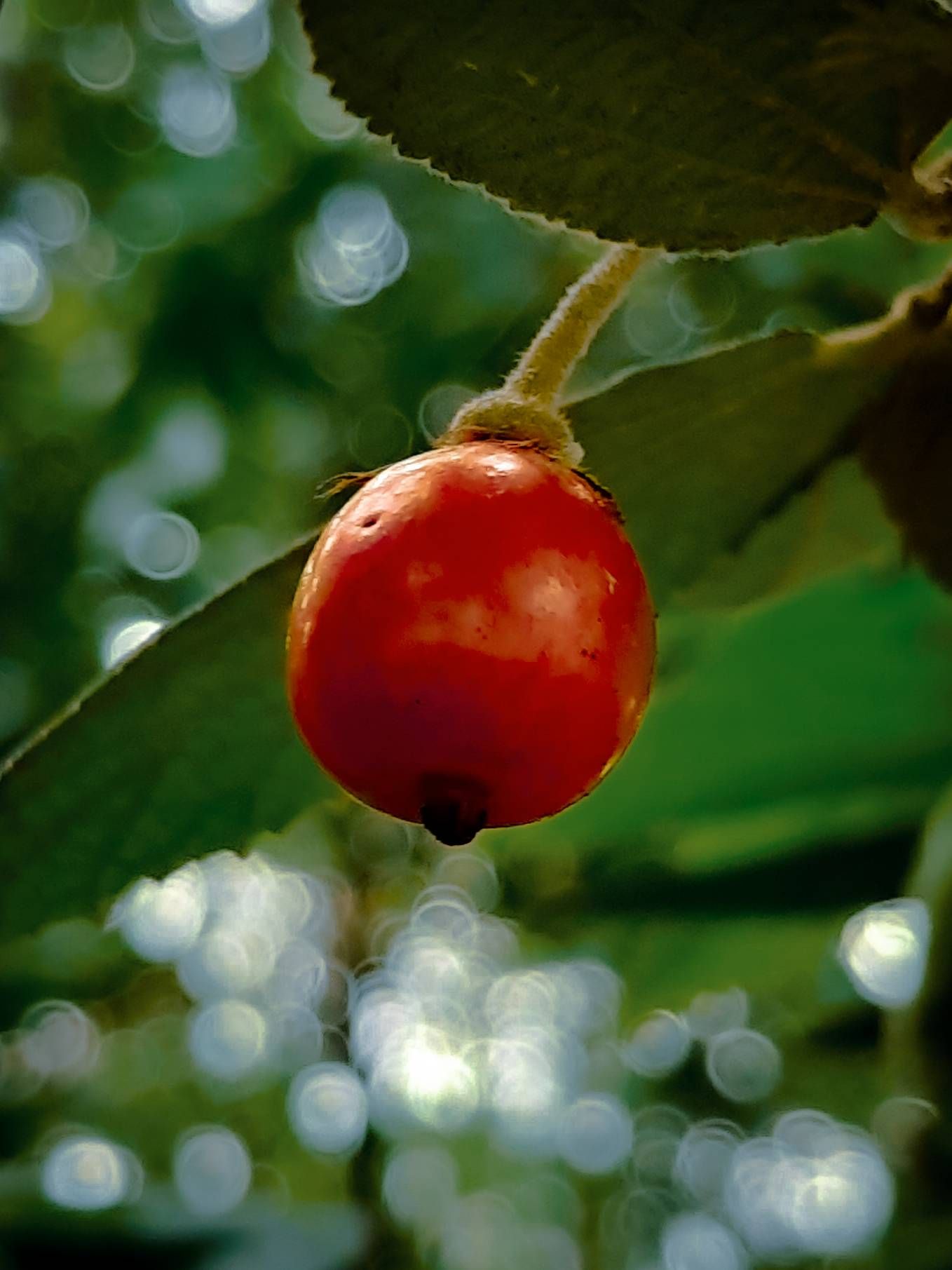 Bunga Kersen/Talok (Muntingia calabura) - Samsung Members