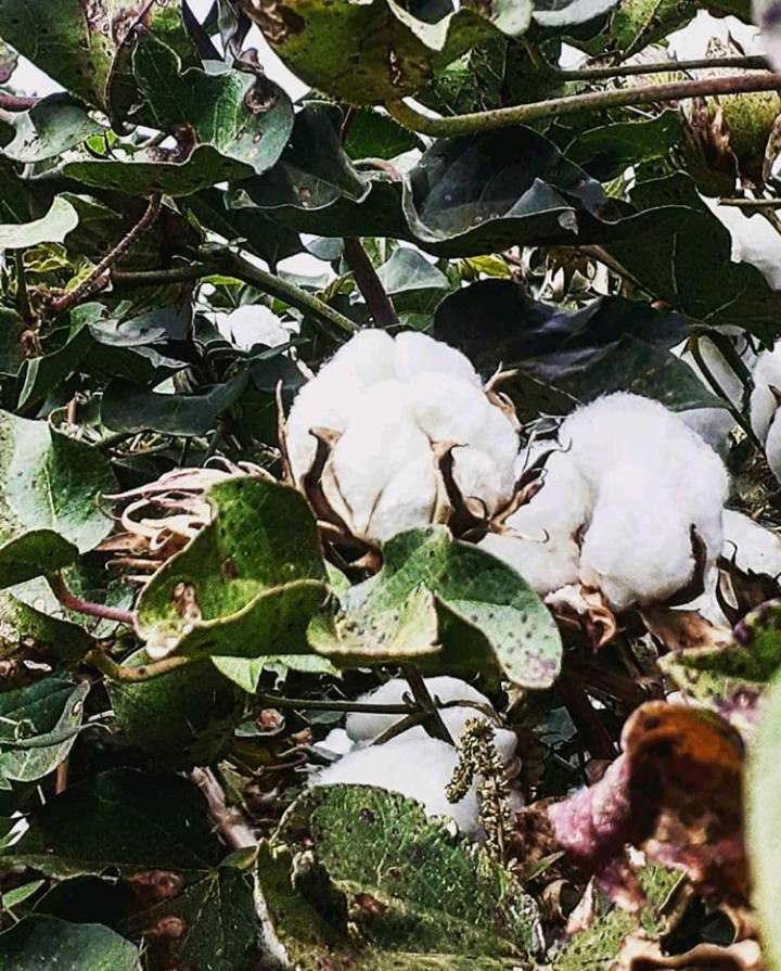 Planta de Algodón. Ciudad Juárez, Chih. - Samsung Members