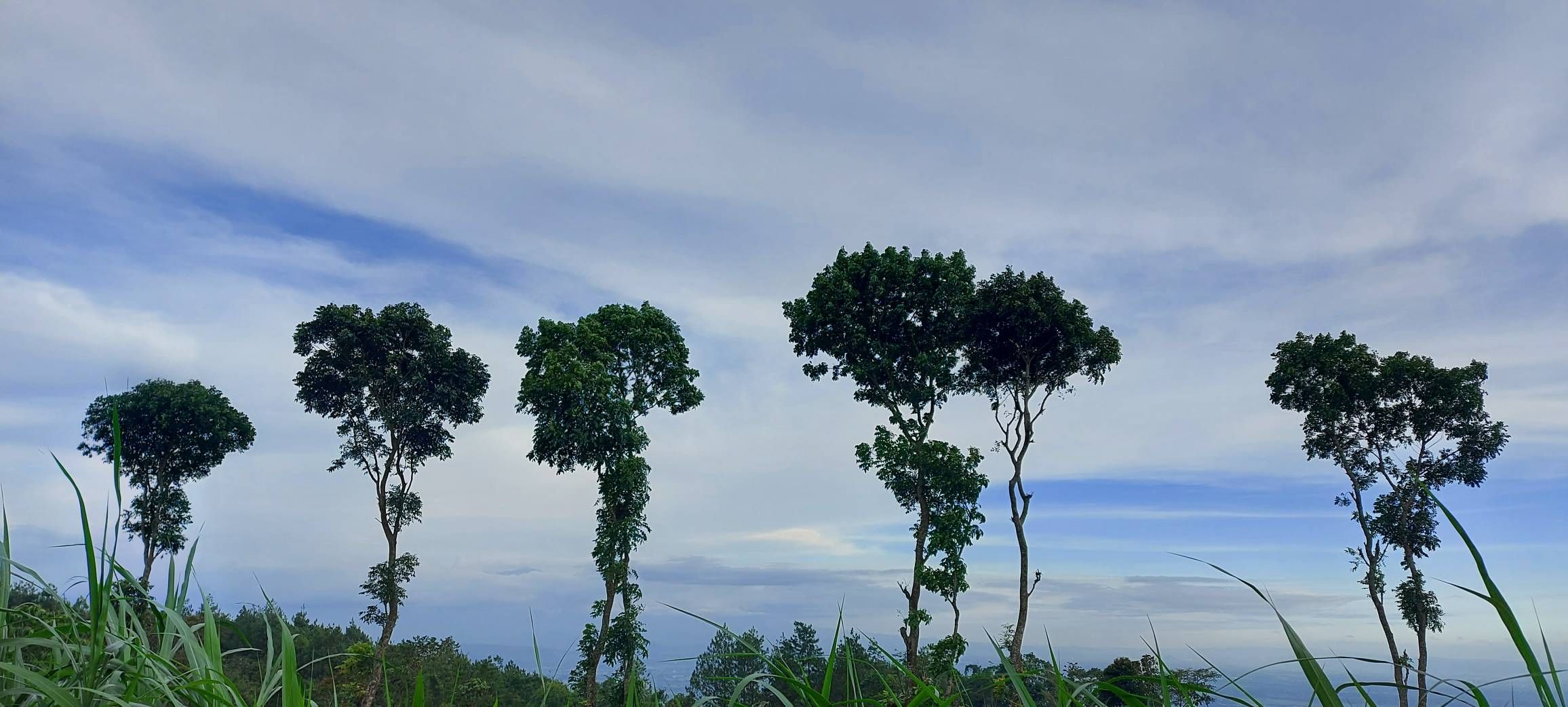 five parallel trees - Samsung Members