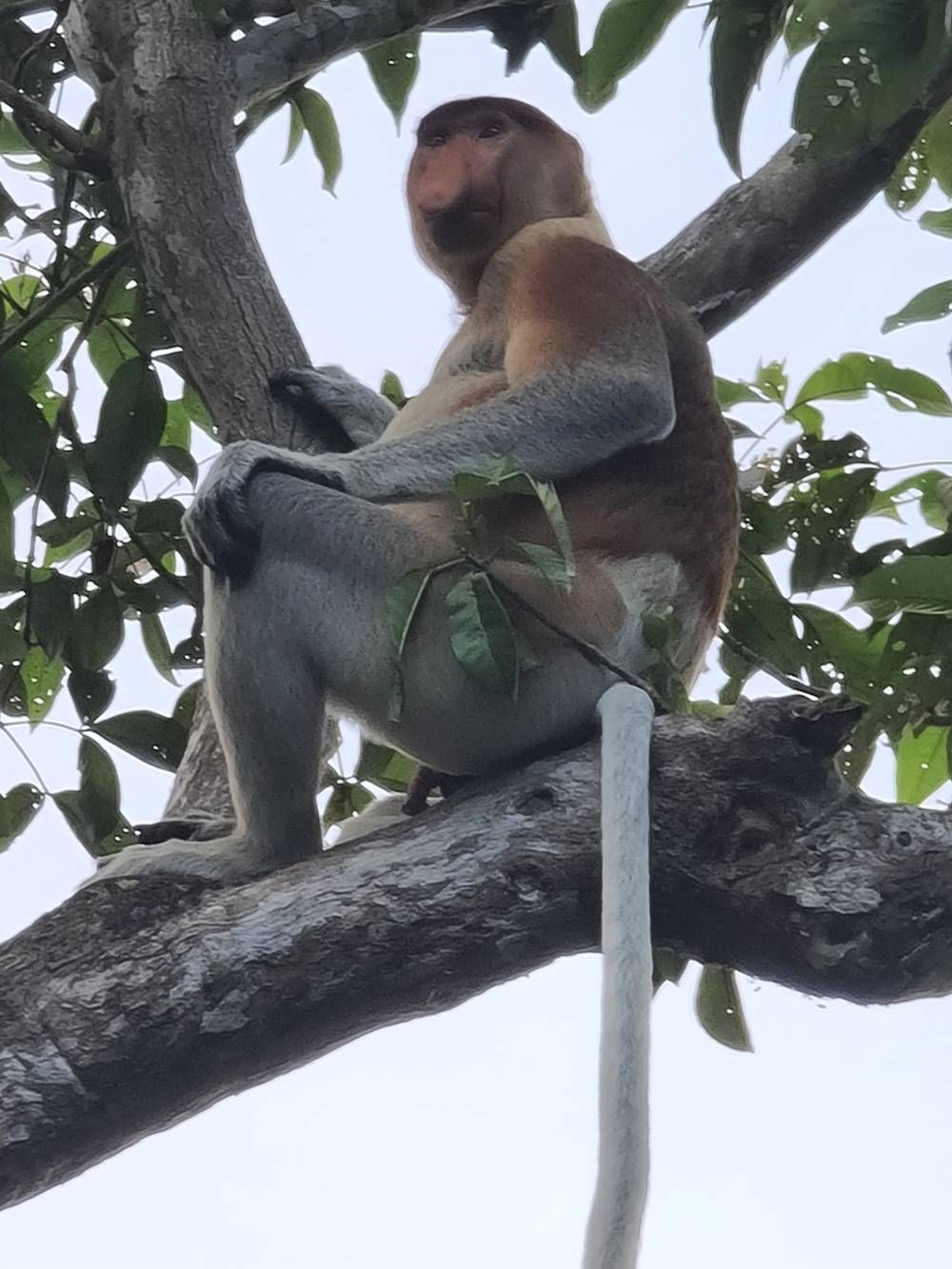 Proboscis Monkey - Samsung Members