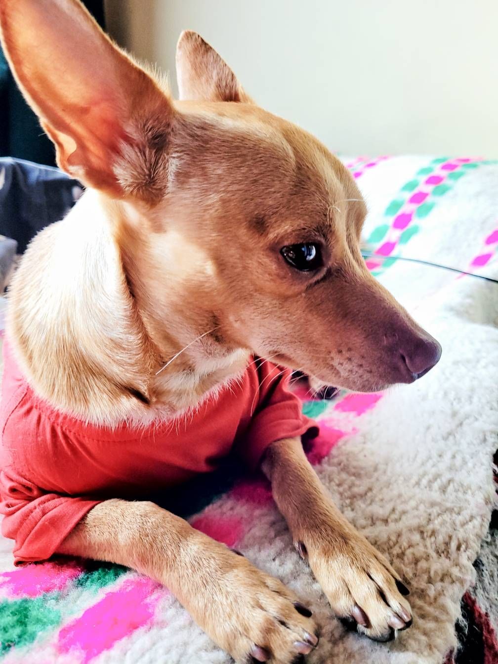 PERRO - Samsung Members