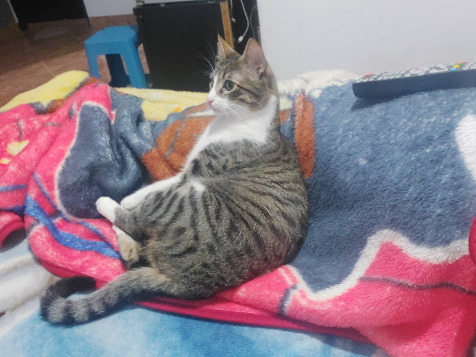 Para que Más Compañía la Nala y el Zeus 🐈 - Samsung Members