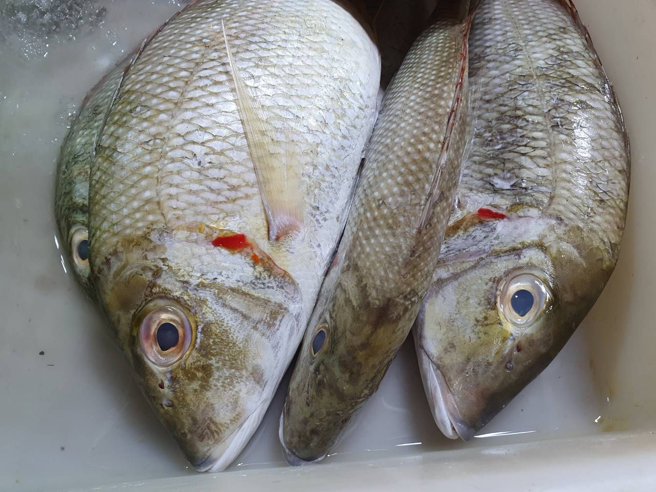 Sherry fishes - Samsung Members