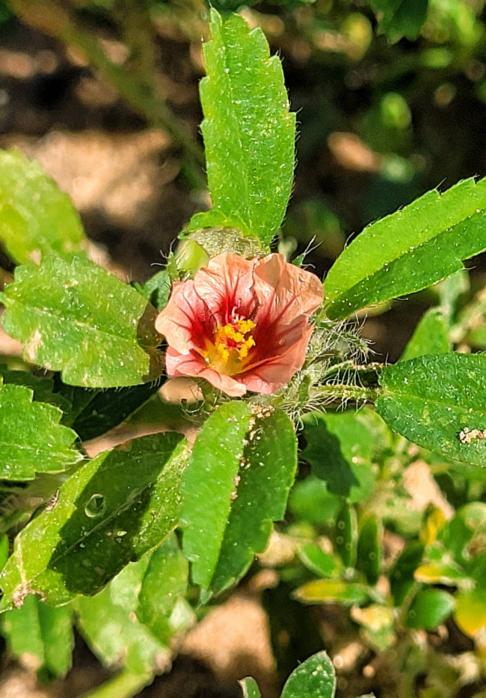 Momento S20 FE - Flora do sertão - Samsung Members