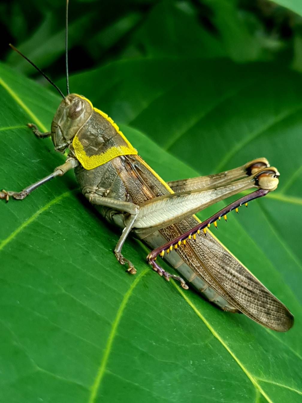 Makna Belalang ada dirumah - Samsung Members