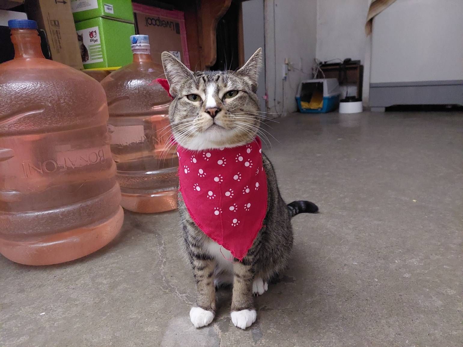 Mi amigo peludo🐈🐱 - Samsung Members