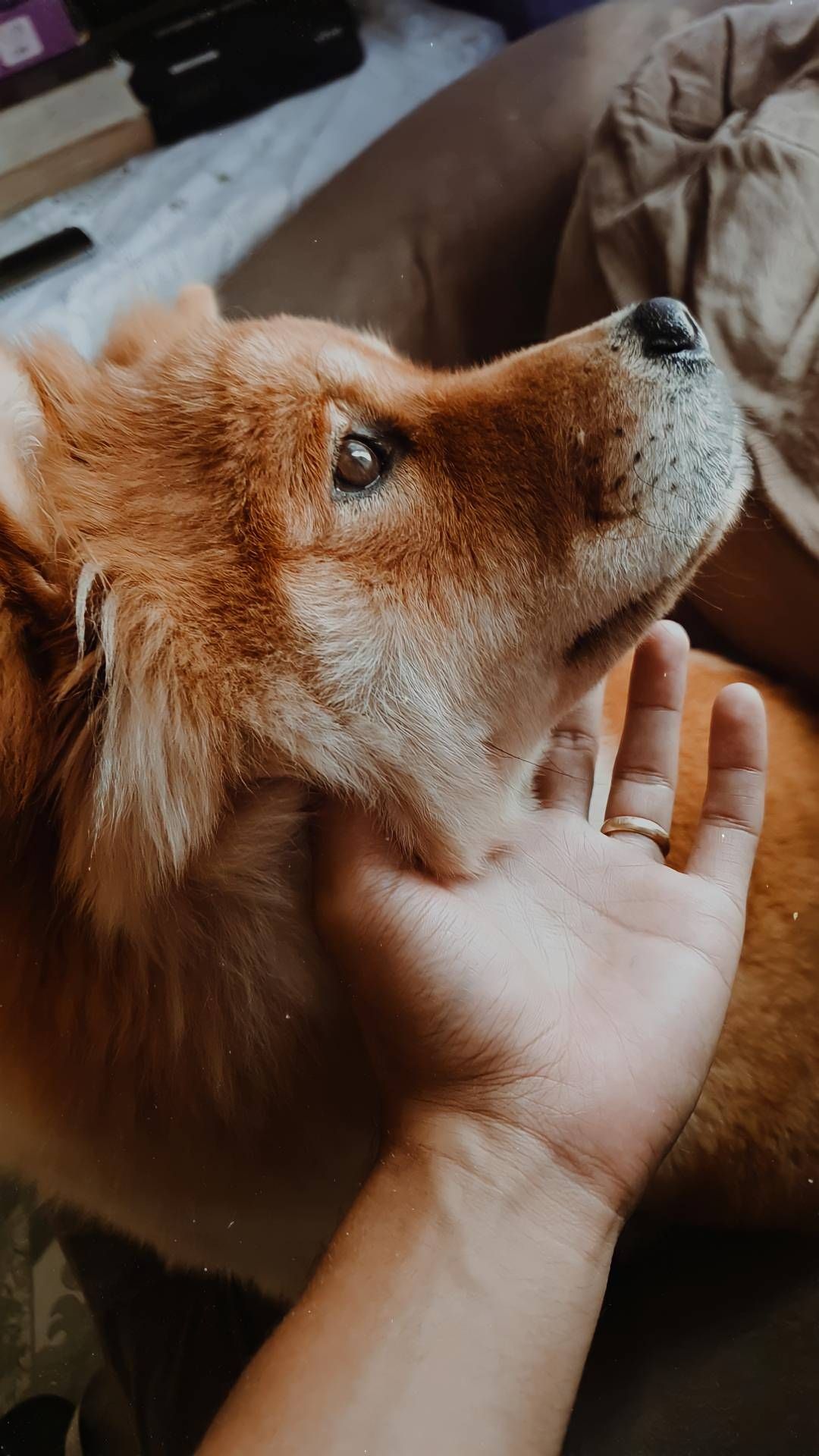 Registro do meu cachorro - Samsung Members