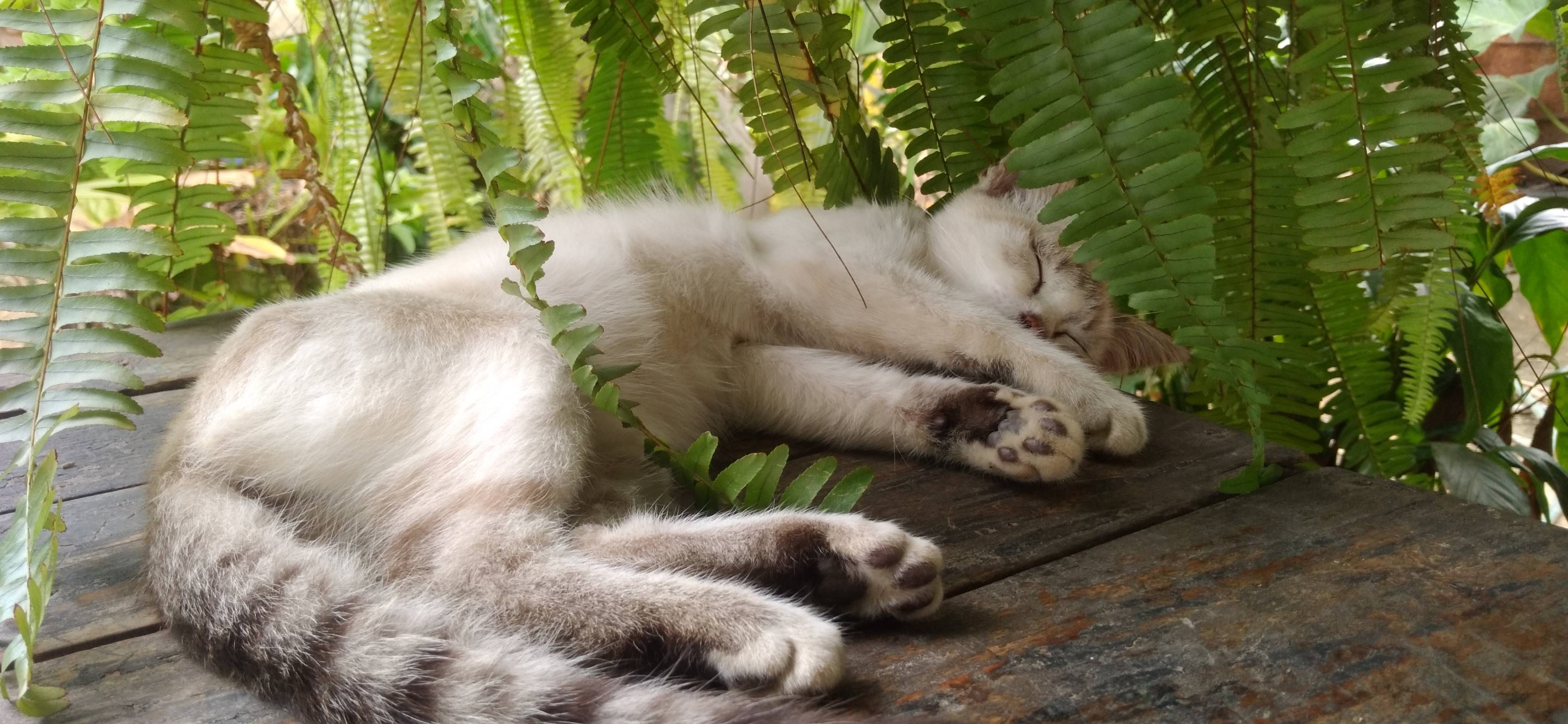 Desde Mi A11 - Samsung Members