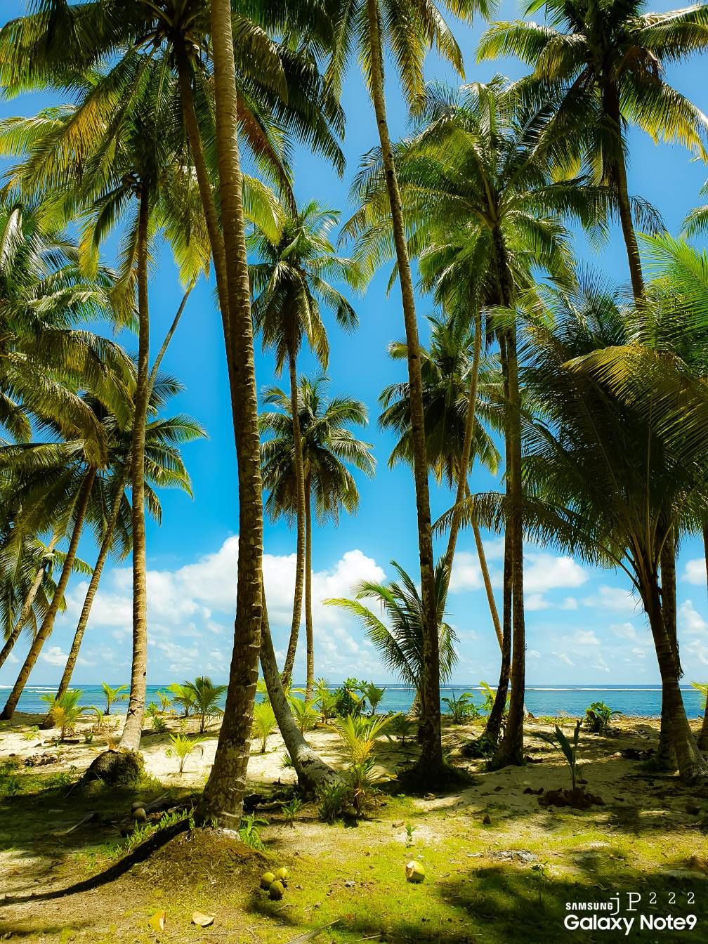 ..coconut_island🏝 - Samsung Members