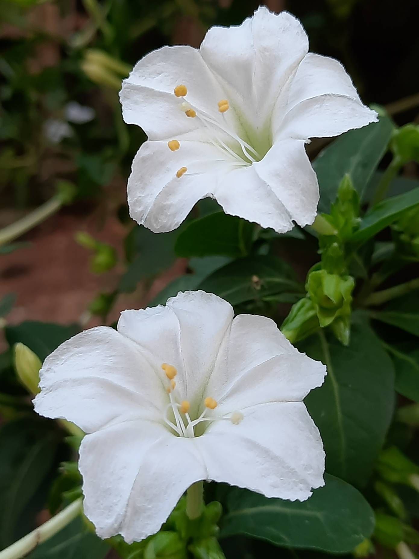 Bunga Pukul 4_warna Putih - Samsung Members