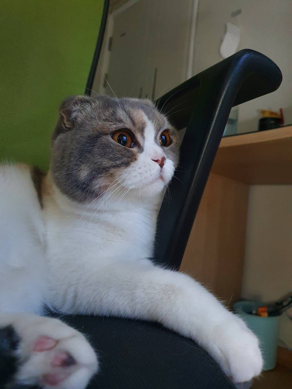 우리집 막내 - Samsung Members