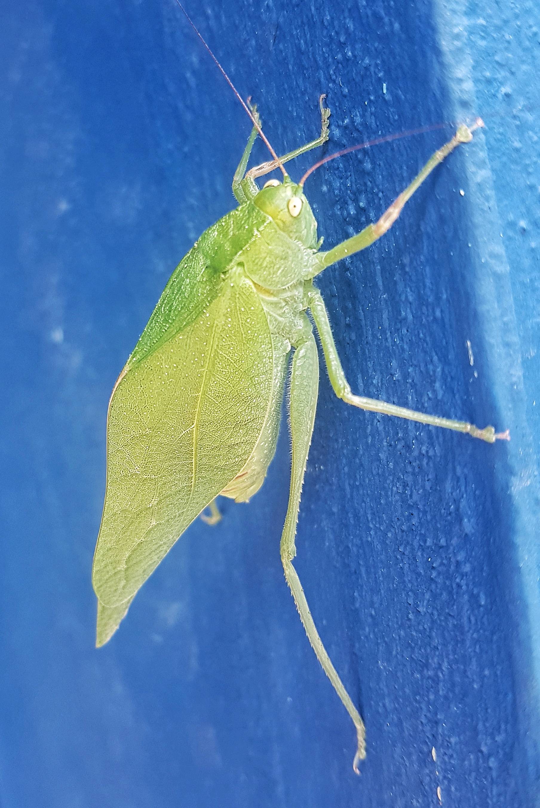 Insectos verdes, Saltamontes Hoja Verde - Samsung Members