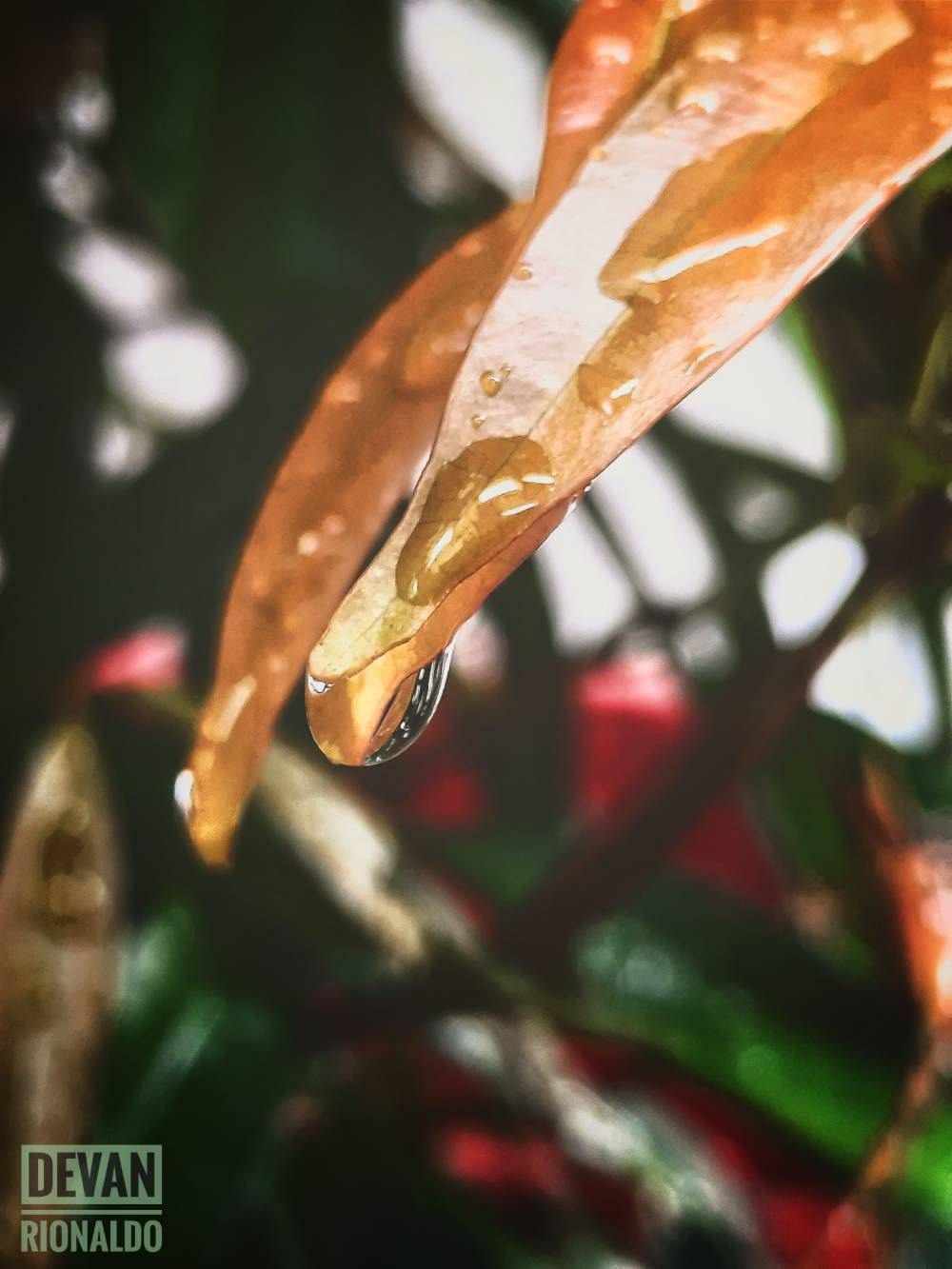 Butiran air hujan di atas daun (Tap to see the ful... - Samsung Members