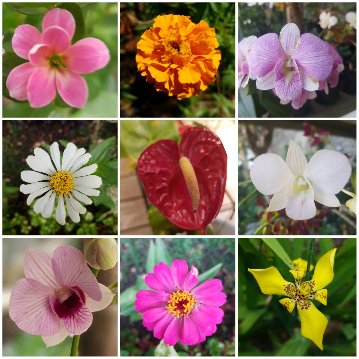 Ini bunga - Samsung Members