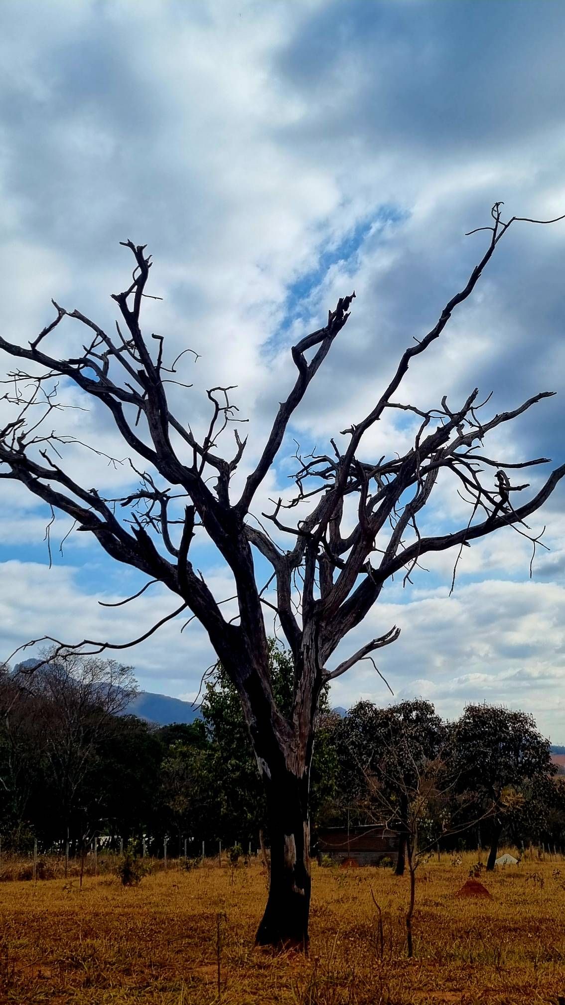 Nos galhos secos de uma árvore.. - Samsung Members