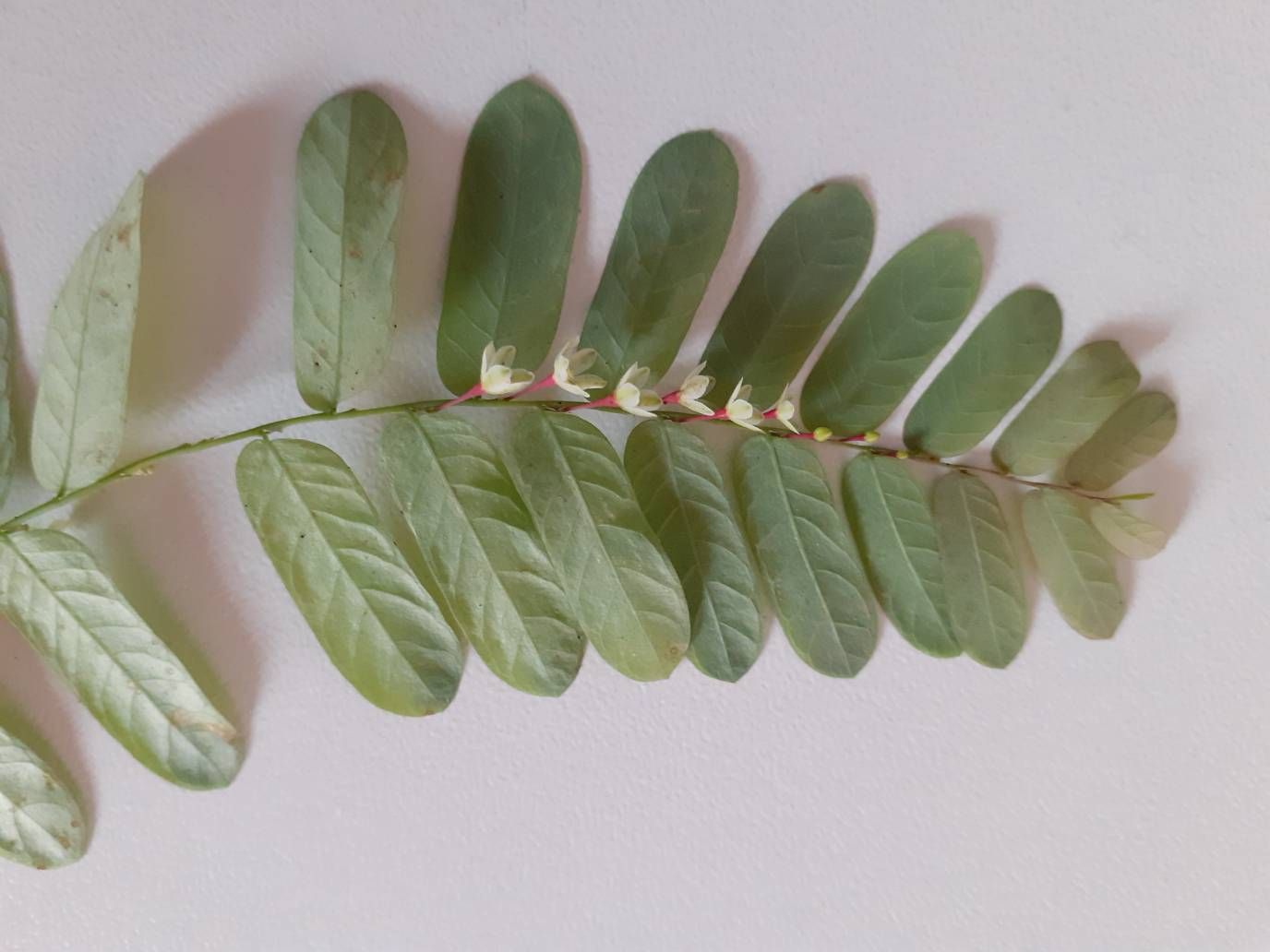 Quebra-pedra (Phyllanthus niruri) - Samsung Members