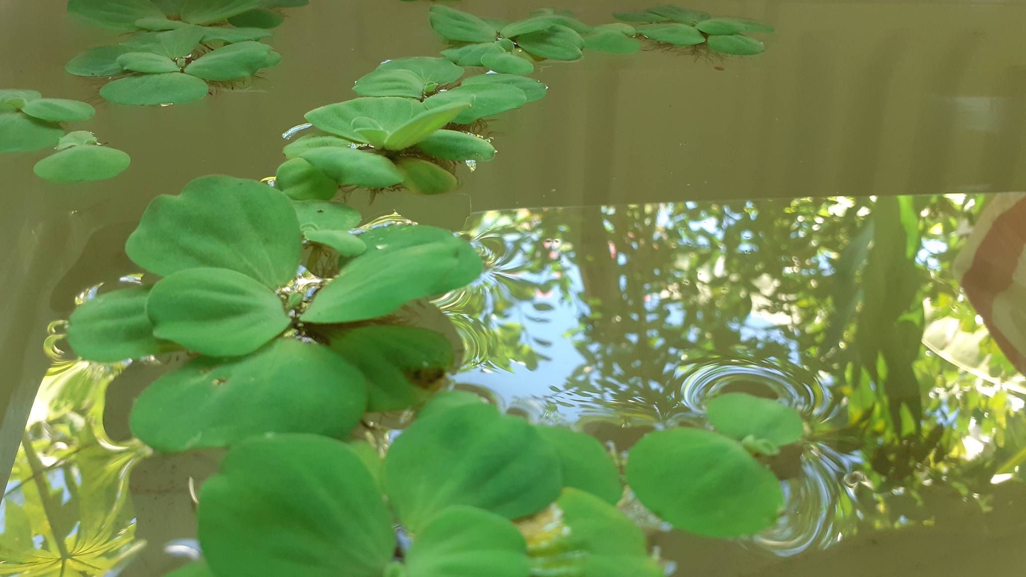 LILY^^ - Samsung Members