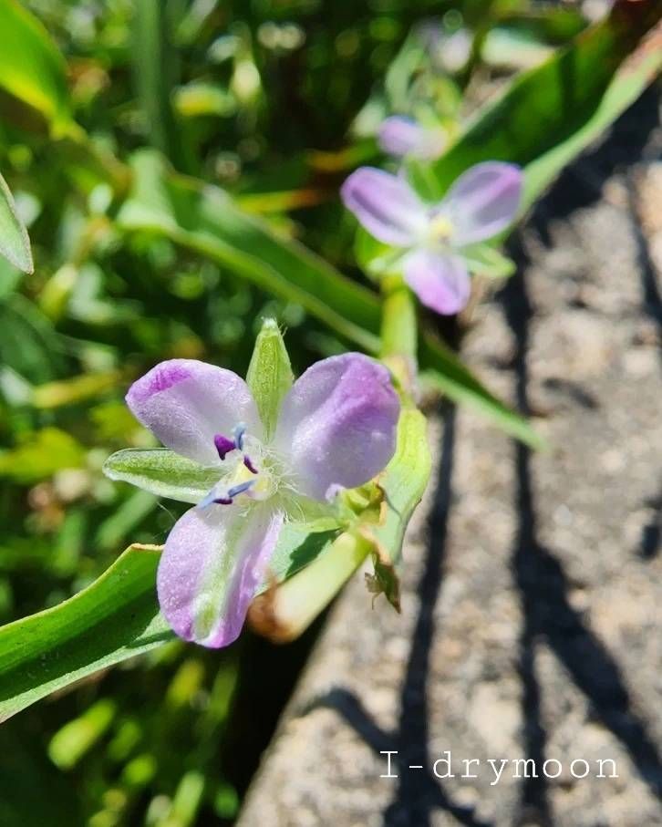 사마귀풀(Marsh-dayflower) - Samsung Members