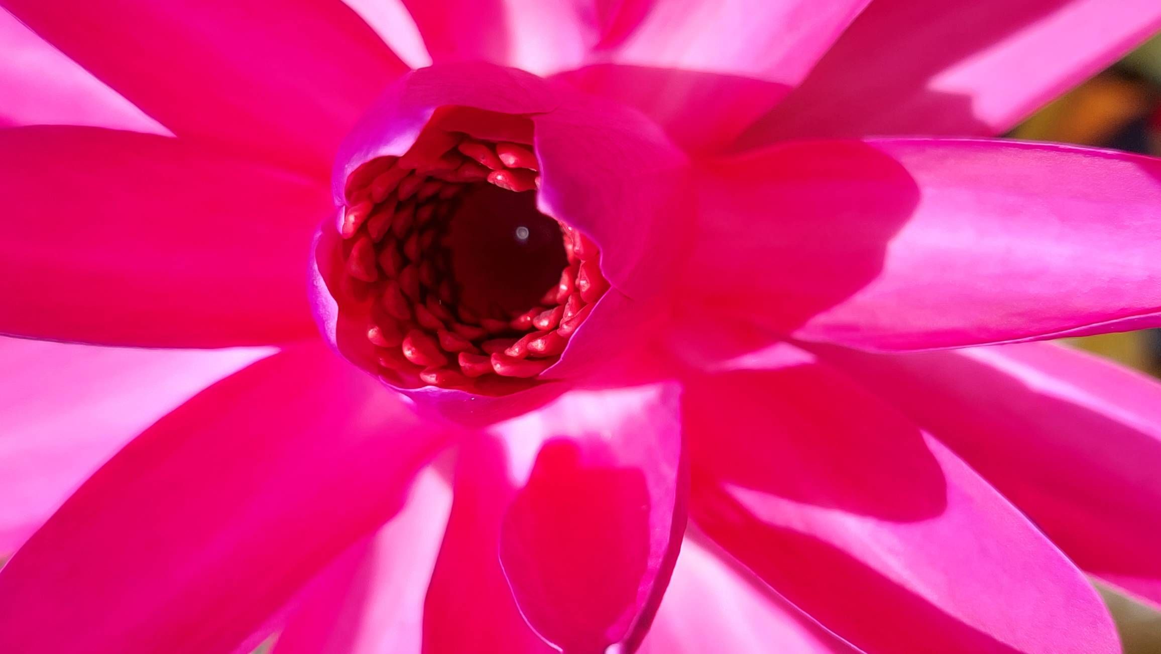 Lotus flower - Samsung Members