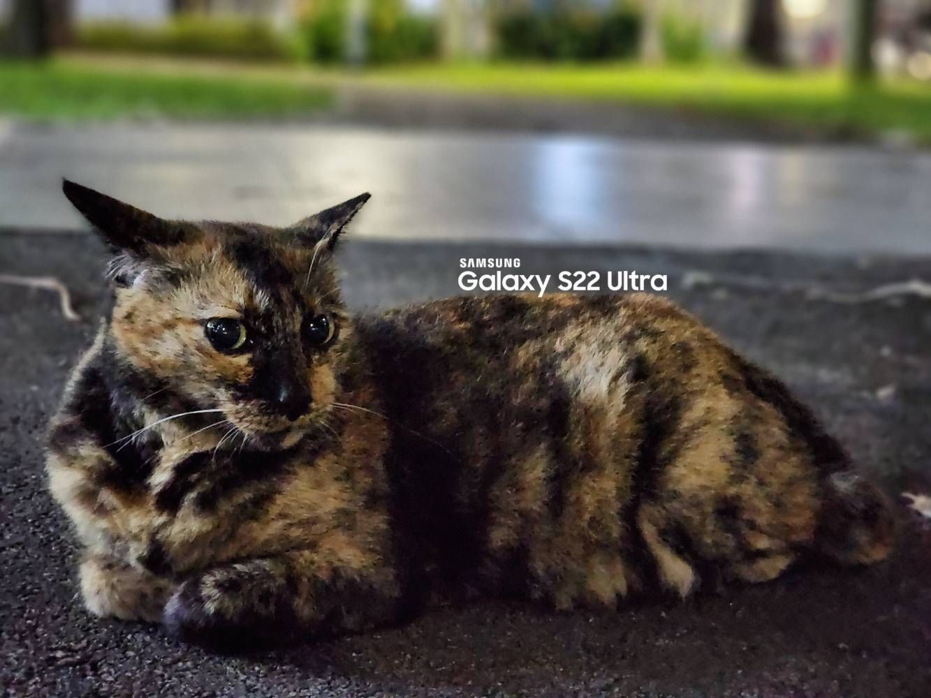 Cat 🐈‍⬛️ Portrait Mode On Samsung Galaxy S22 Ultr... - Samsung Members