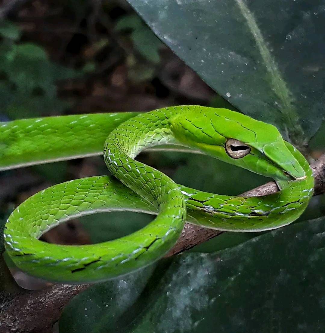 ULAR PUCUK.. - Samsung Members