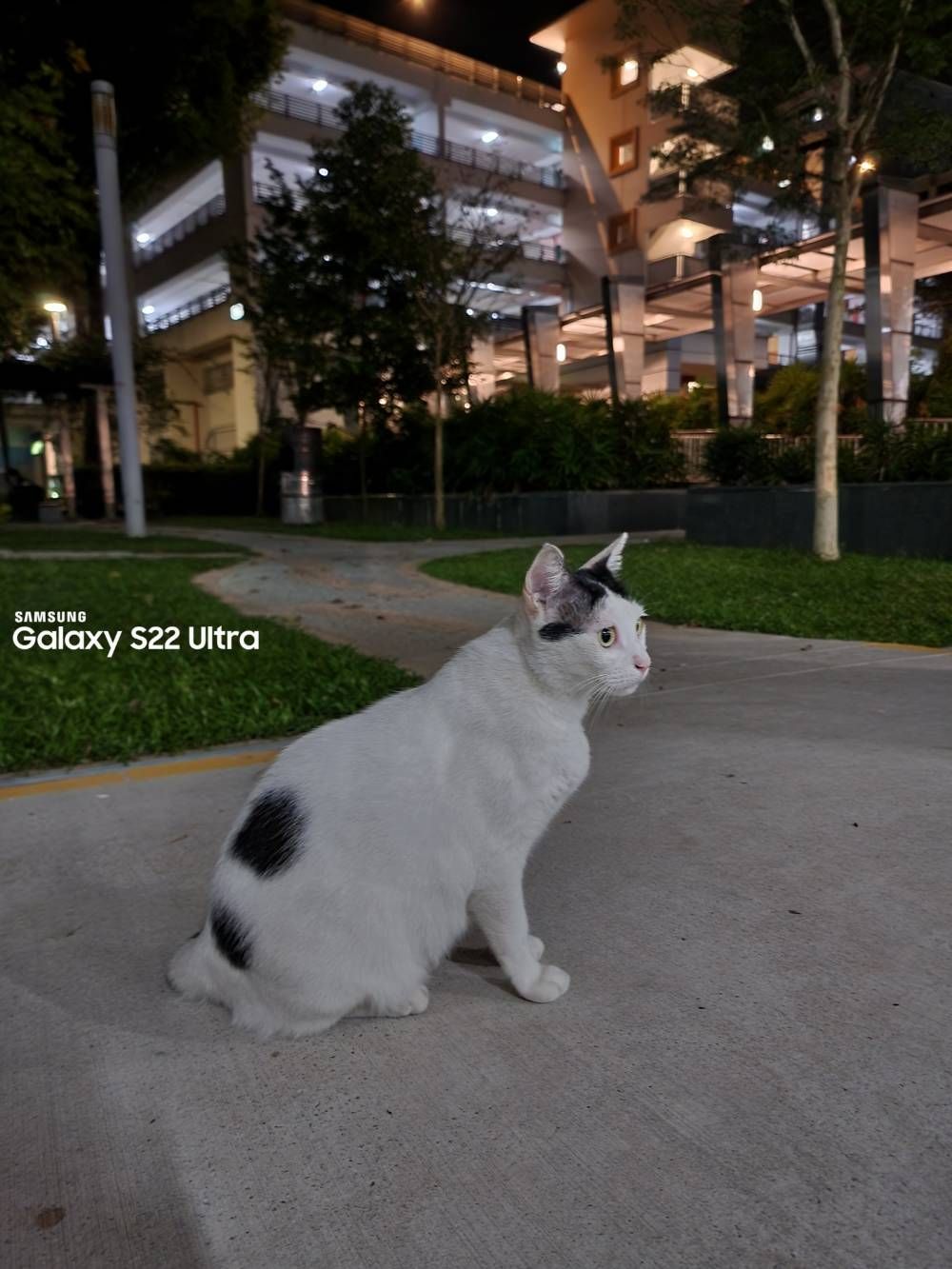 New Neighbourhood Cat 🐈 Discovered !!! Nice Centr... - Samsung Members